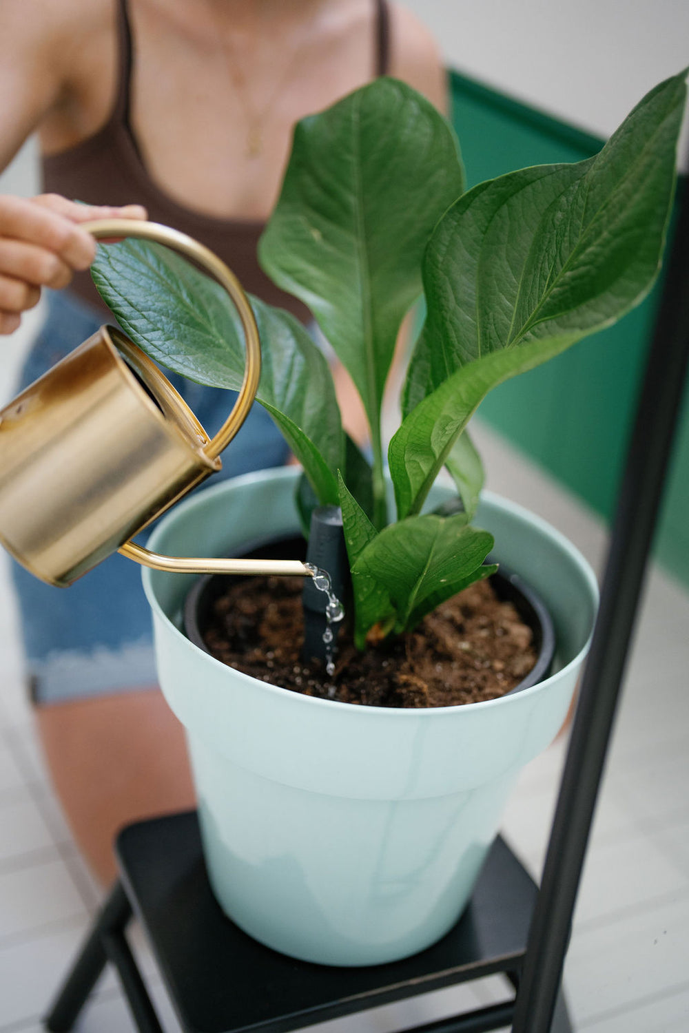 Smart Plant Sensor | Interactive Plant Monitor | Plant With Willow