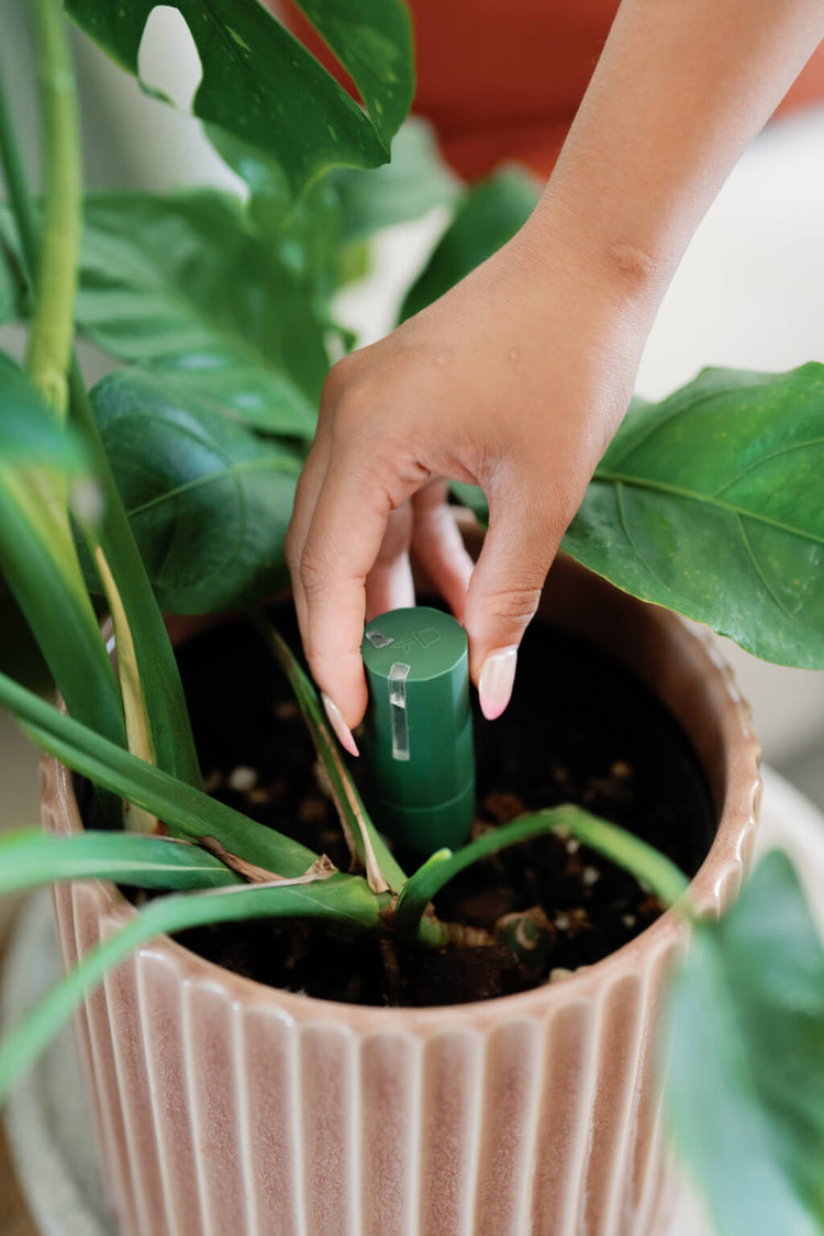 Smart Plant Sensor | Interactive Plant Monitor | Plant With Willow – PW ...