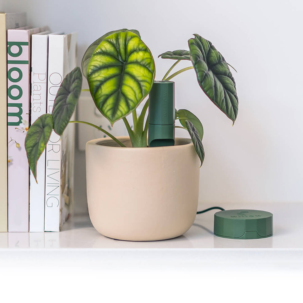 Smart Plant Sensor | Interactive Plant Monitor | Plant With Willow – PW ...